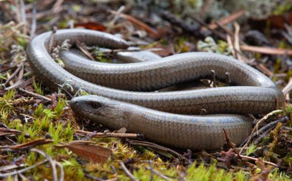 L'orvet en randonnée - La Rando: Magazine Randonnée, Trekking ...
