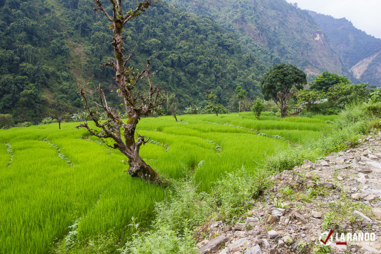 Randonnée à Gonje au Népal - La Rando: Magazine Randonnée, Trekking ...